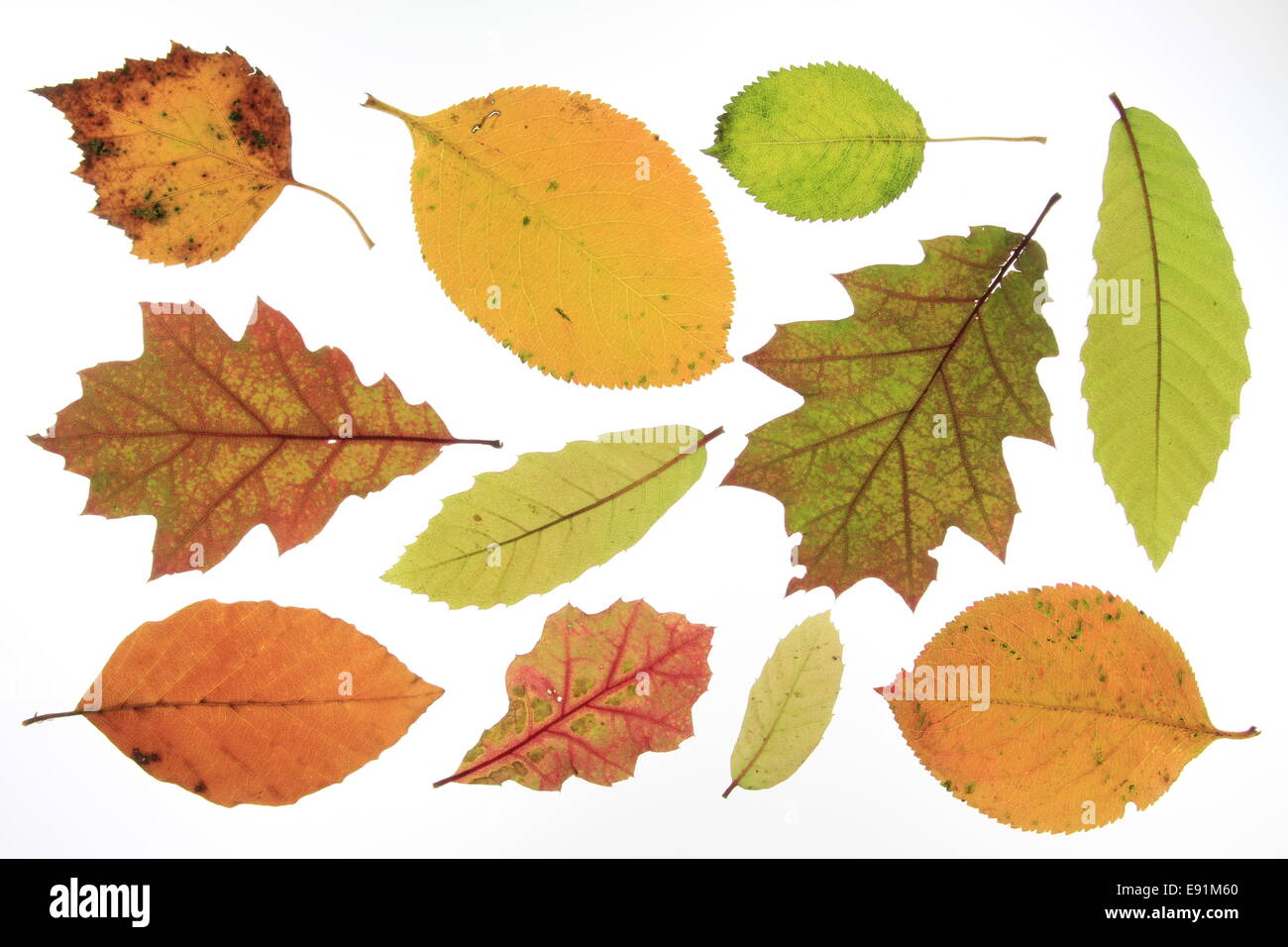Different coloured leaves hi-res stock photography and images - Alamy