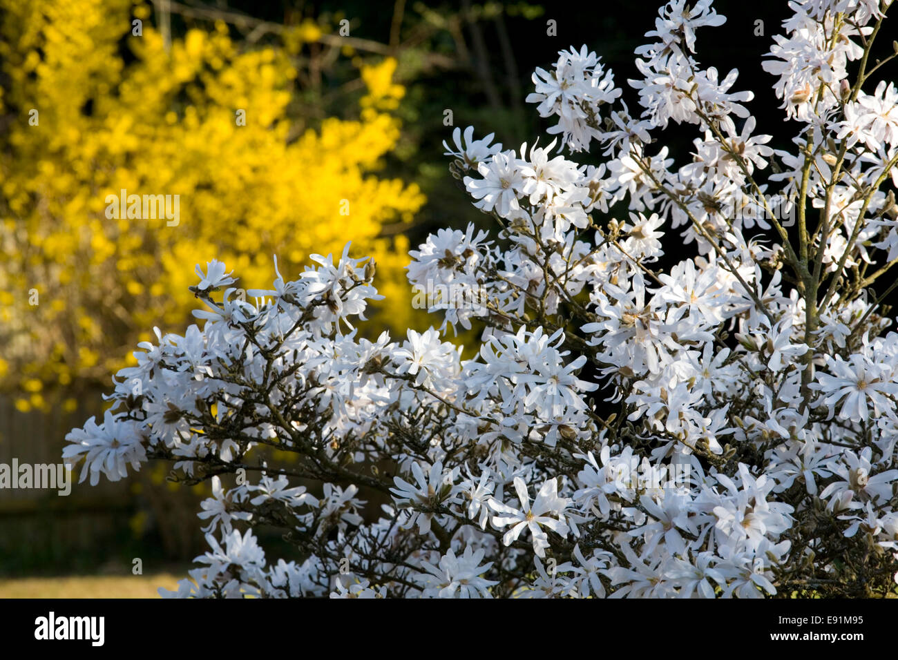 Stellate flower hi-res stock photography and images - Alamy
