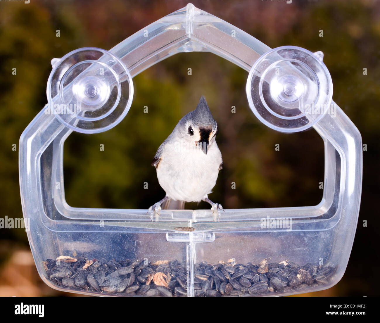 Tufted Titmouse on feeder Stock Photo - Alamy