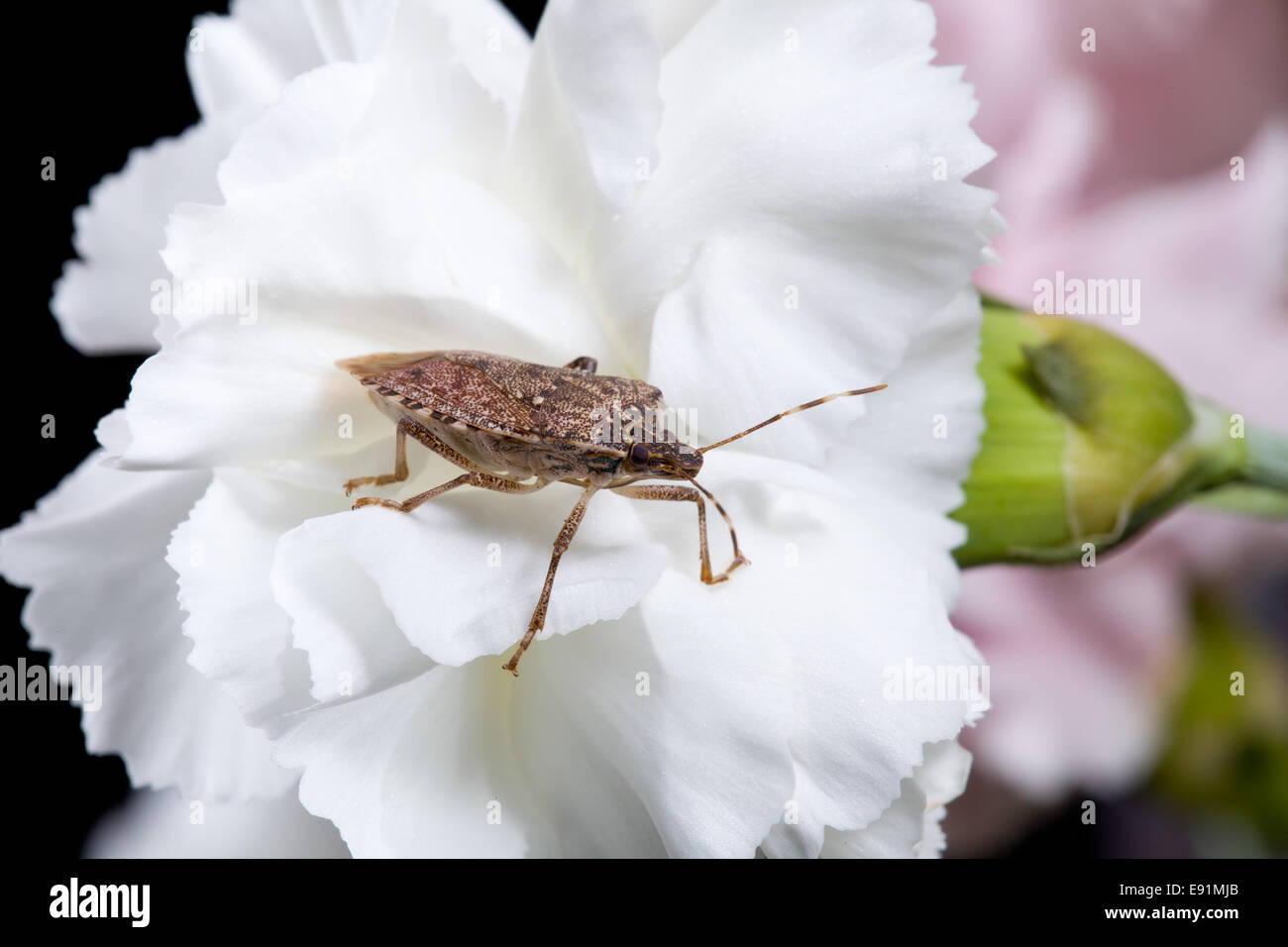 Brown stink bug stinky hi-res stock photography and images - Alamy