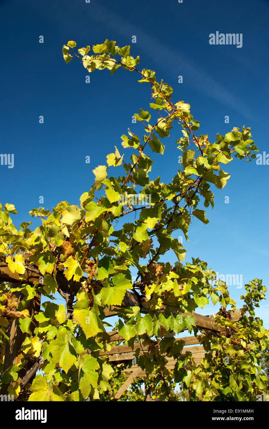 Common grape vine Stock Photo - Alamy