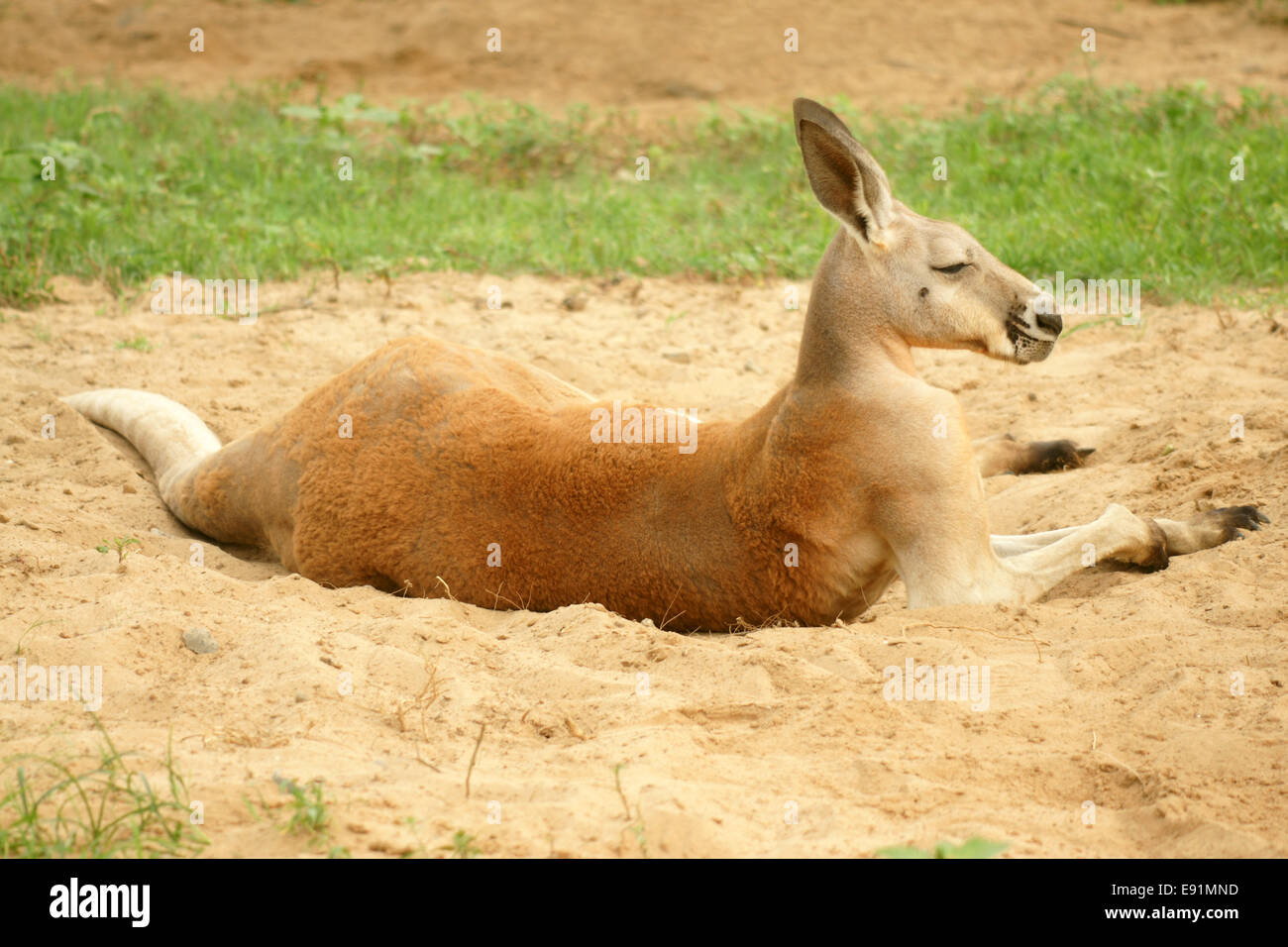 Red Kangaroo (Macropus rufus Stock Photo - Alamy