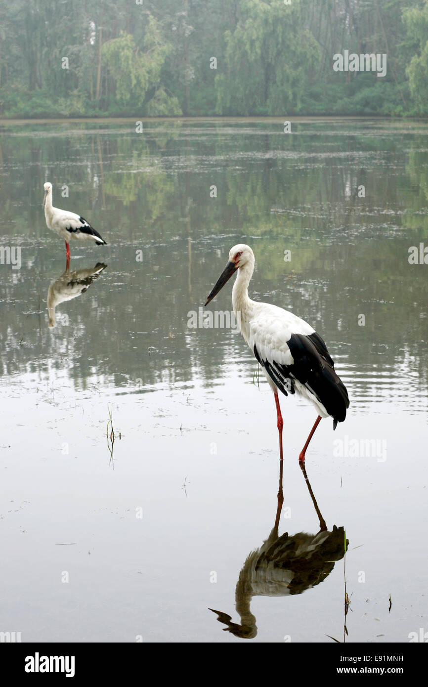 Beautiful shot two storks hi-res stock photography and images - Alamy