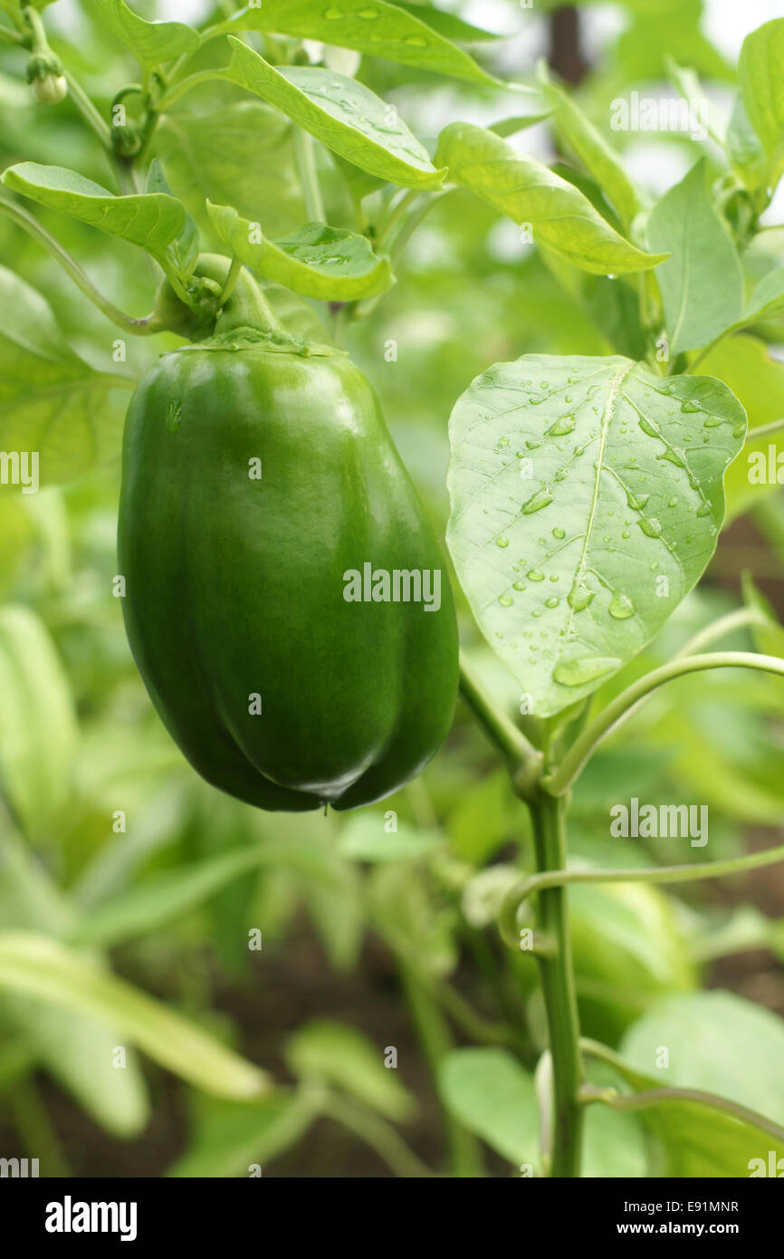 Green ball pepper growing Stock Photo - Alamy