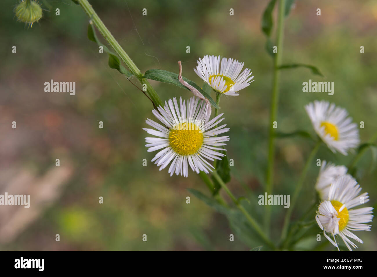 The daisy group hi-res stock photography and images - Alamy