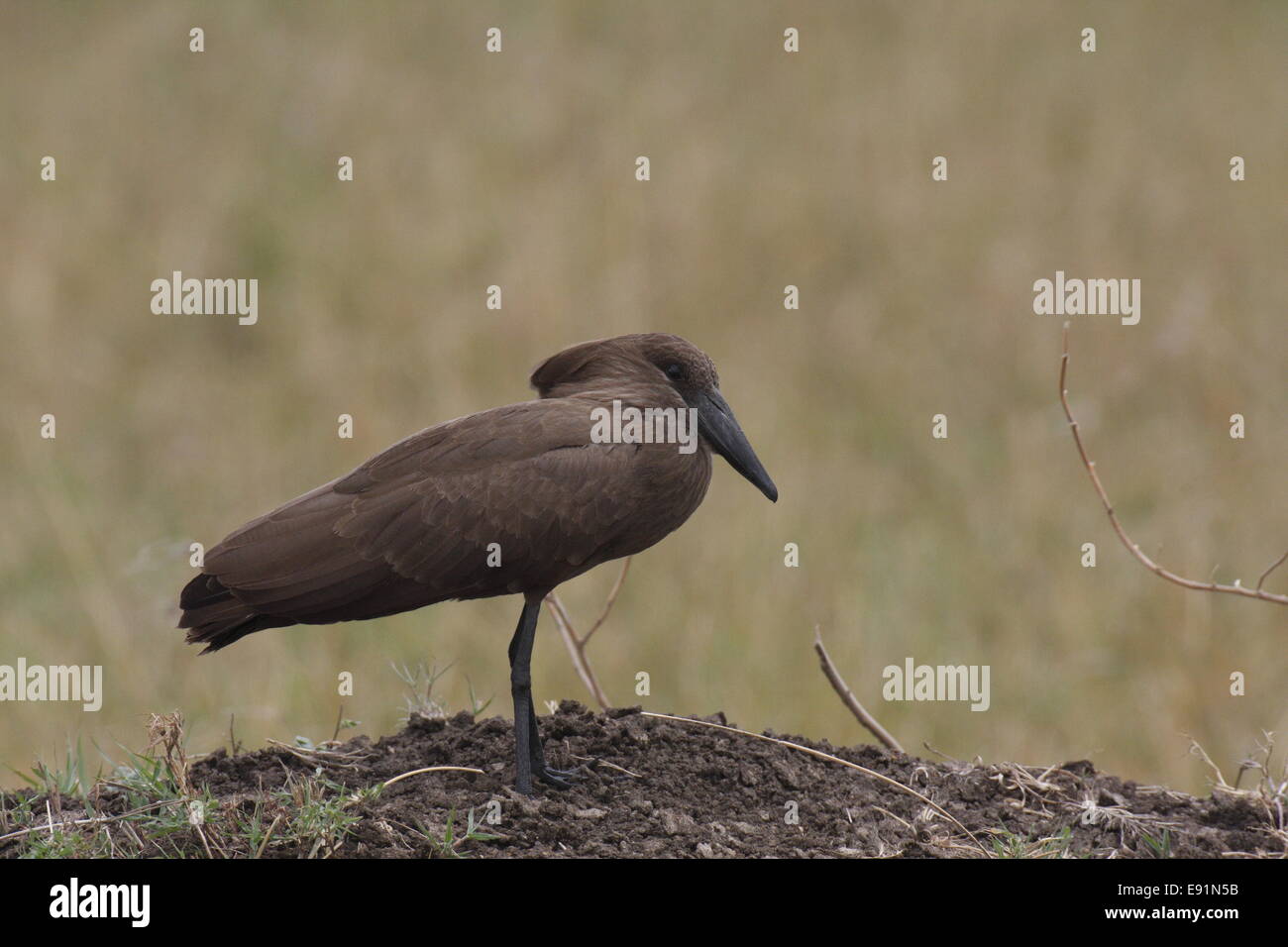 Hammerkoepfe hi-res stock photography and images - Alamy