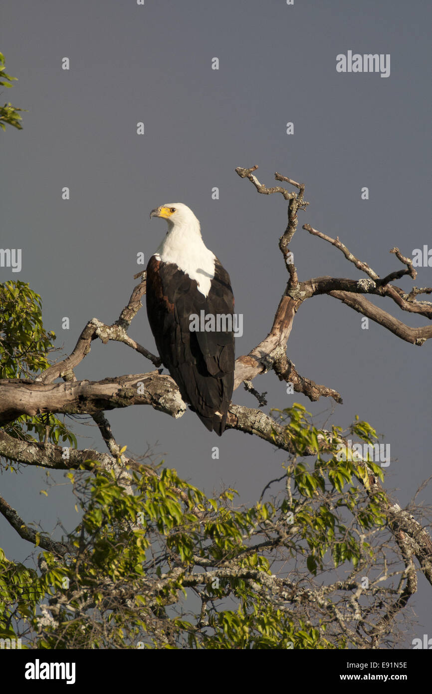 African Fish-Eagle on a Tree Stock Photo - Alamy
