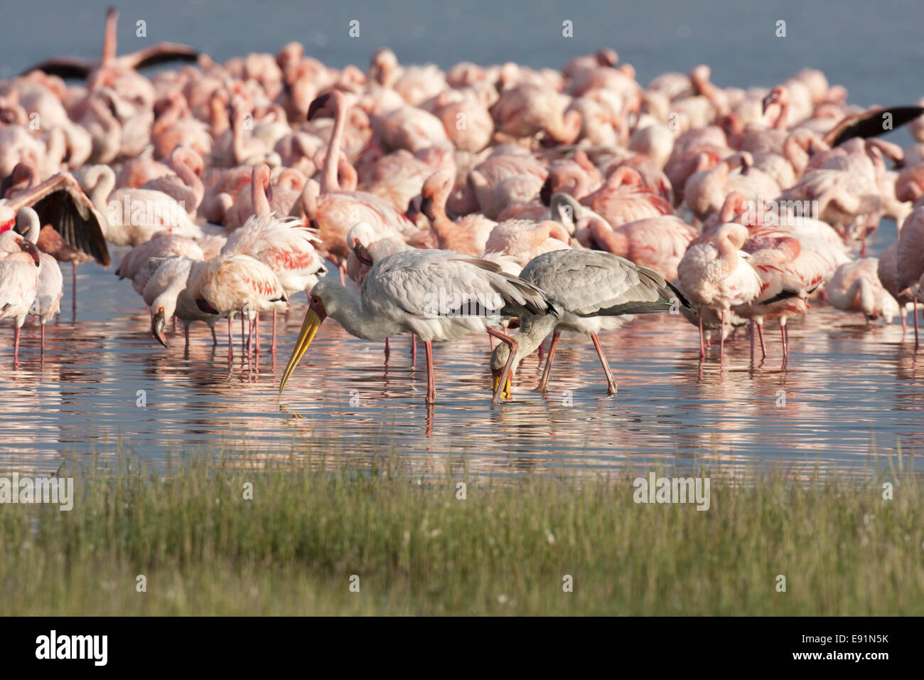 Yellow Billed Storks and Lesser Flamingos Stock Photo - Alamy