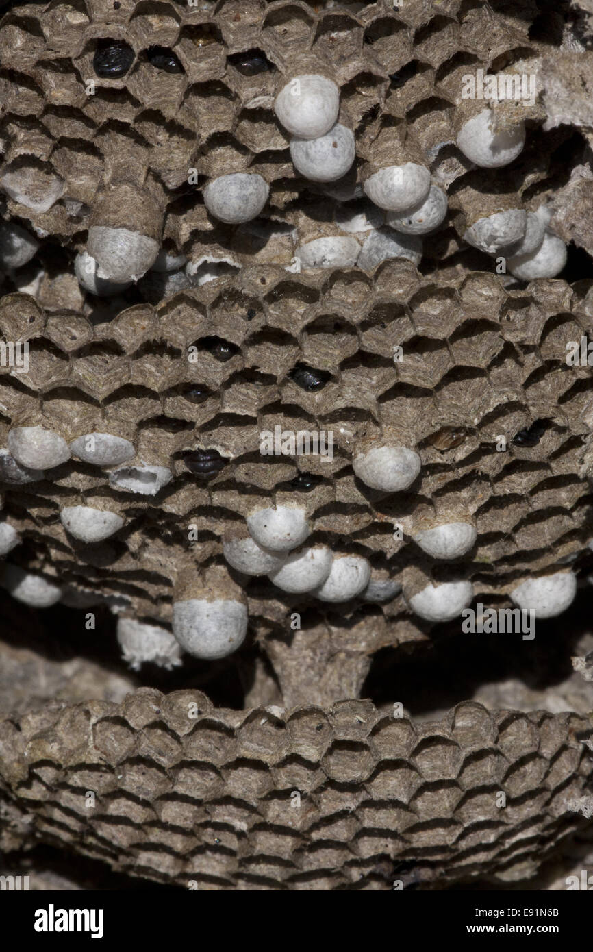 Wasp Nest in a Birds Nest Box Stock Photo - Alamy