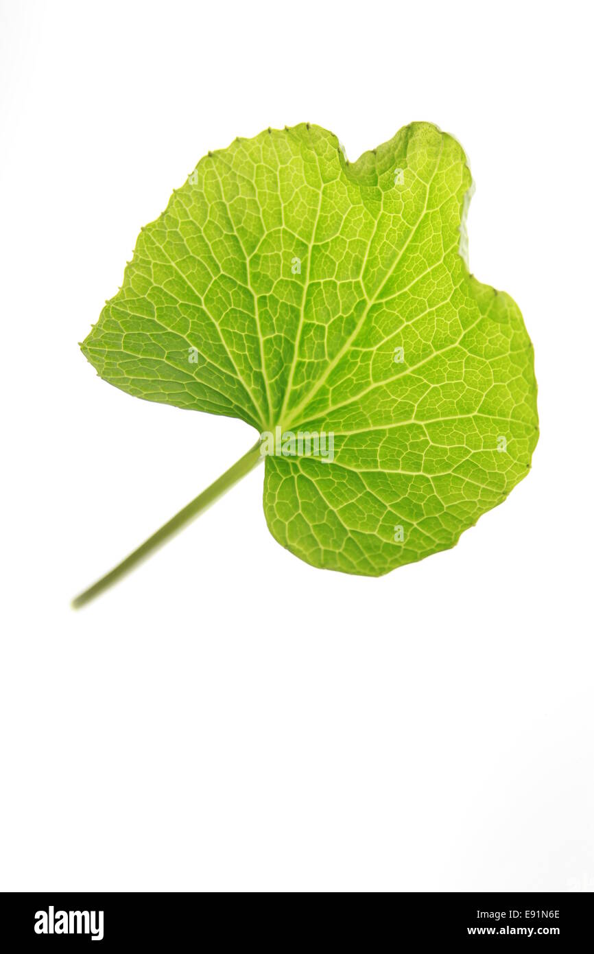 Traditionally leaf hi-res stock photography and images - Alamy