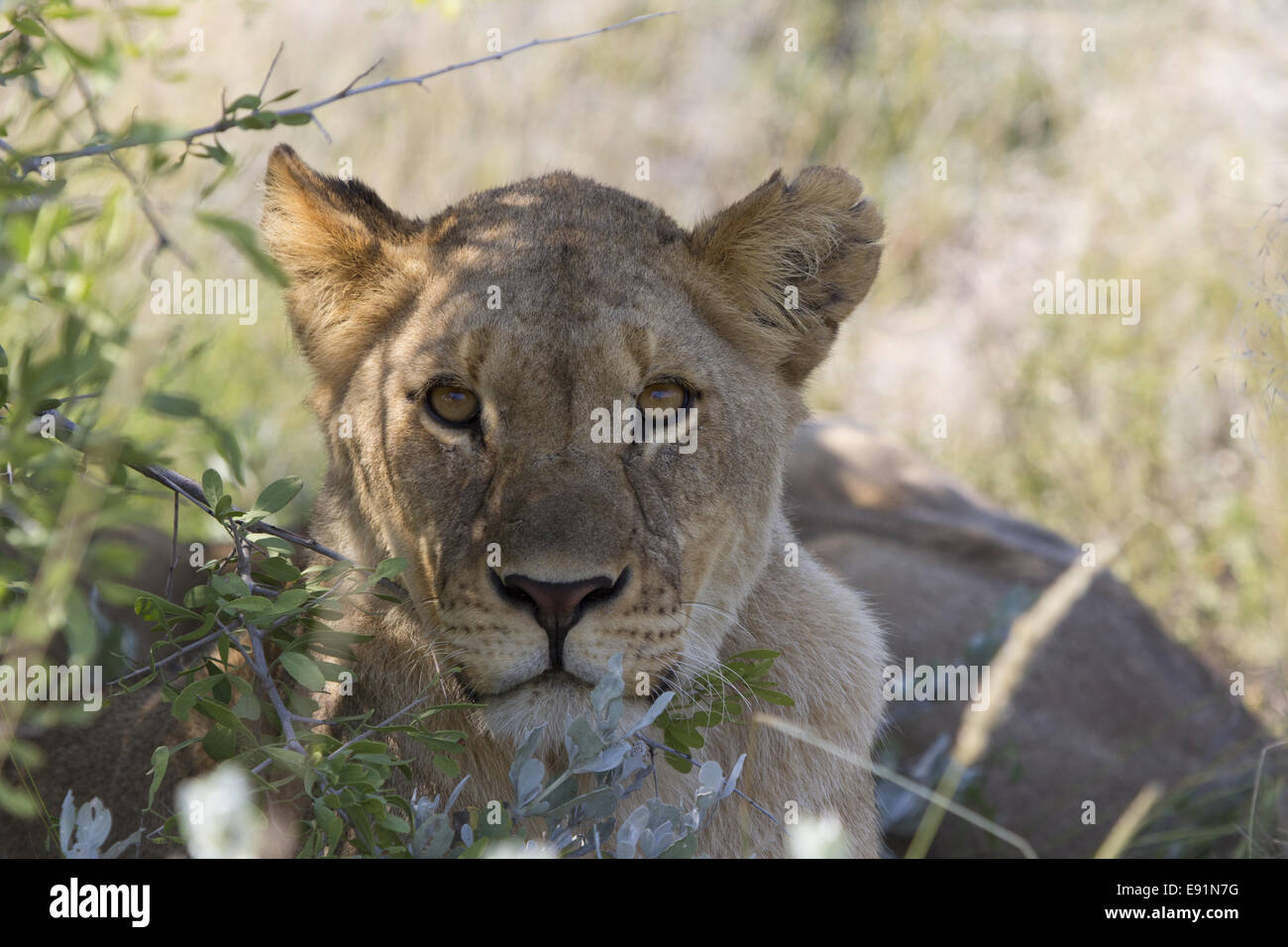 Jäger löwe hi-res stock photography and images - Alamy