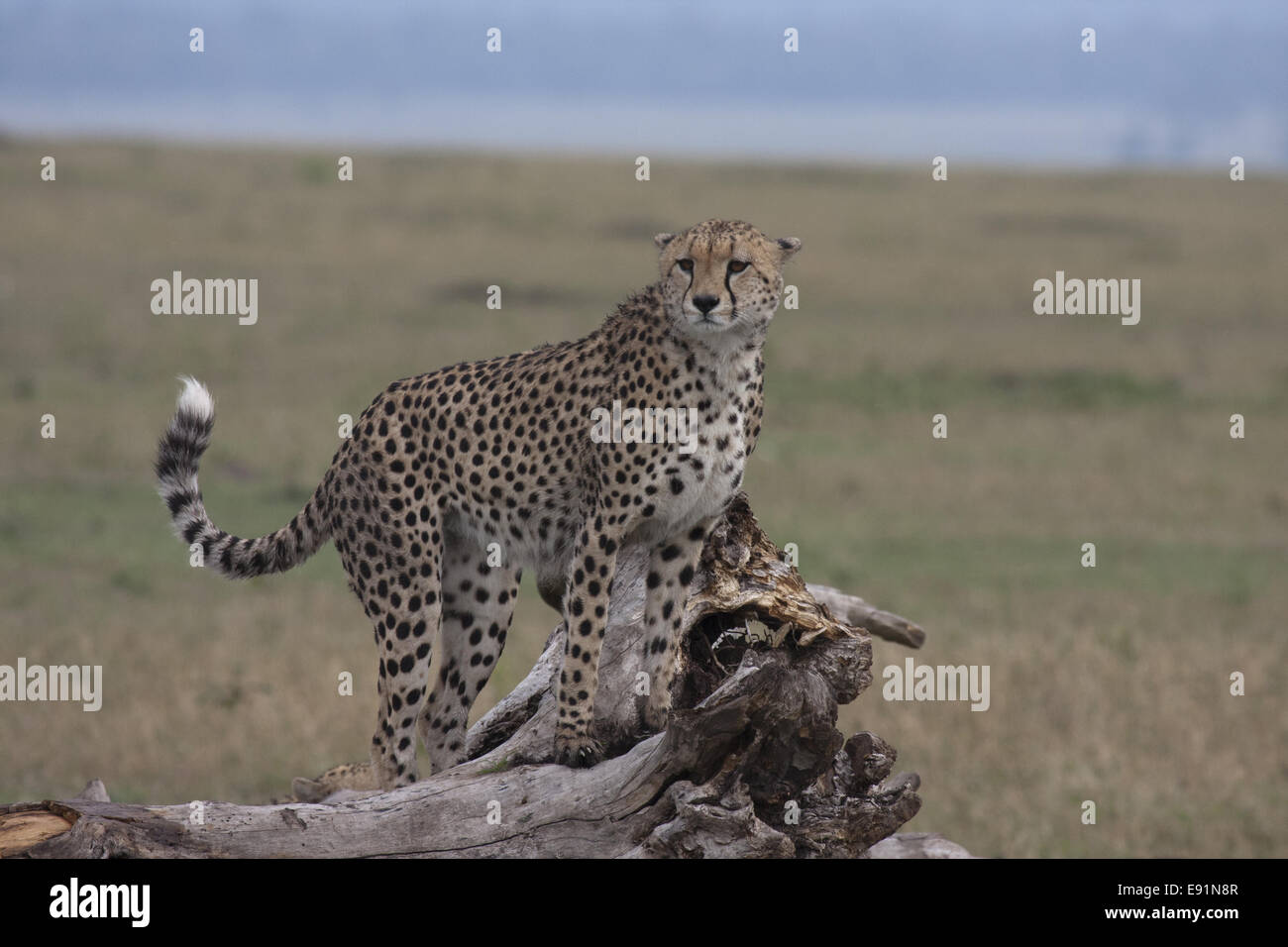 Cheetah on fallen tree trunk looking around Stock Photo - Alamy