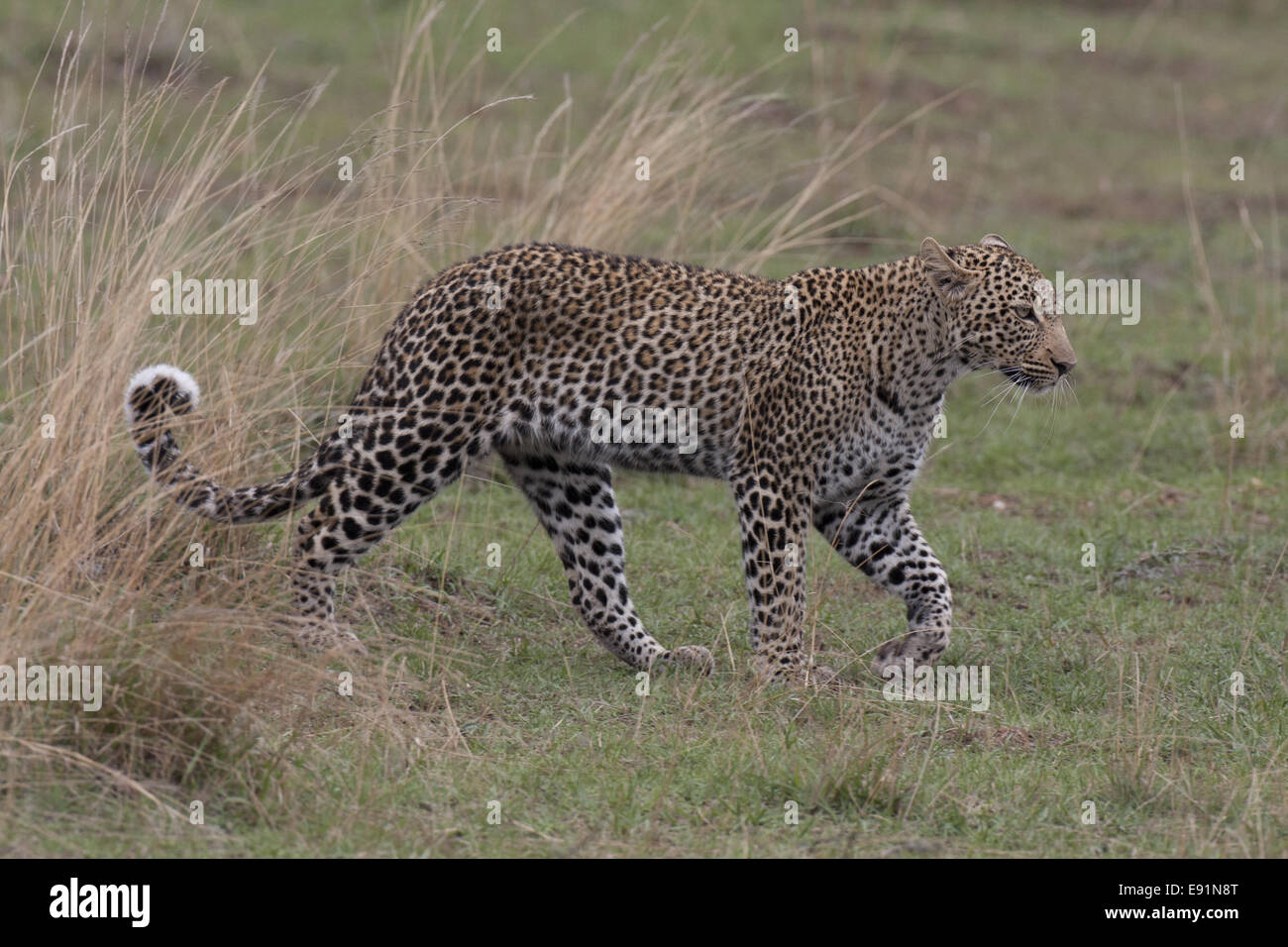 Masai mara nat hi-res stock photography and images - Alamy
