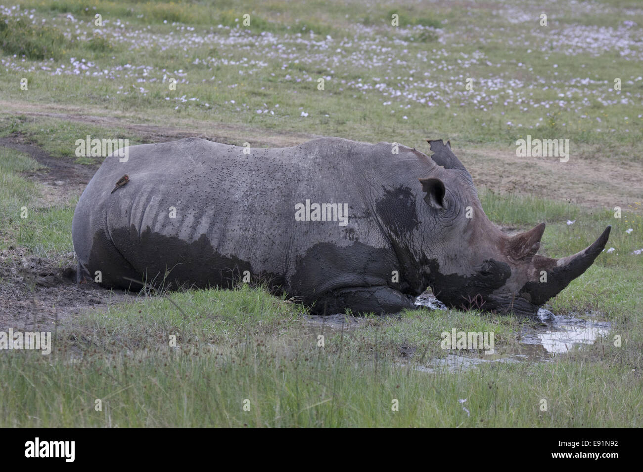 White Rhino taking a mud bath Stock Photo - Alamy