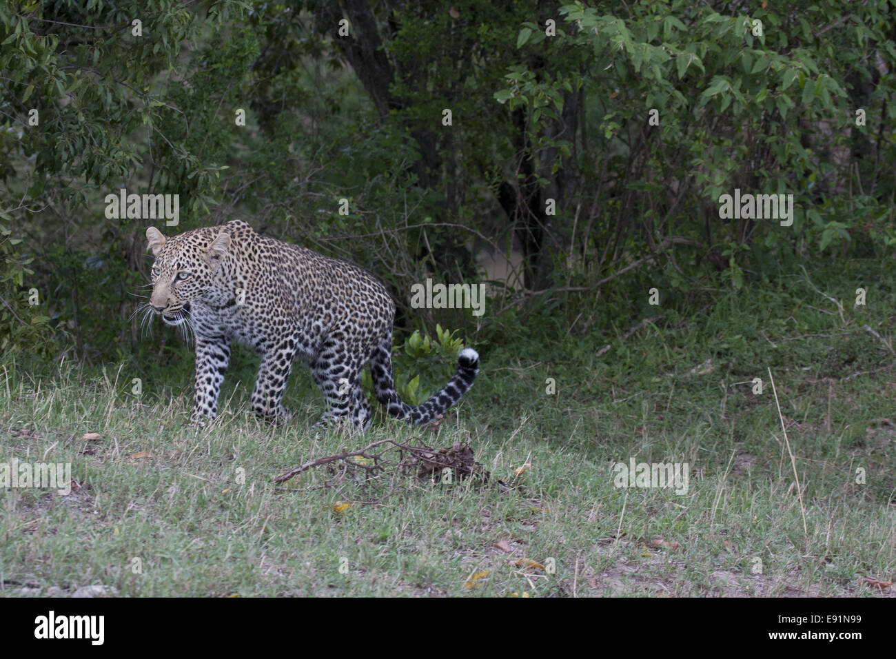 Leopard africa forest hi-res stock photography and images - Alamy