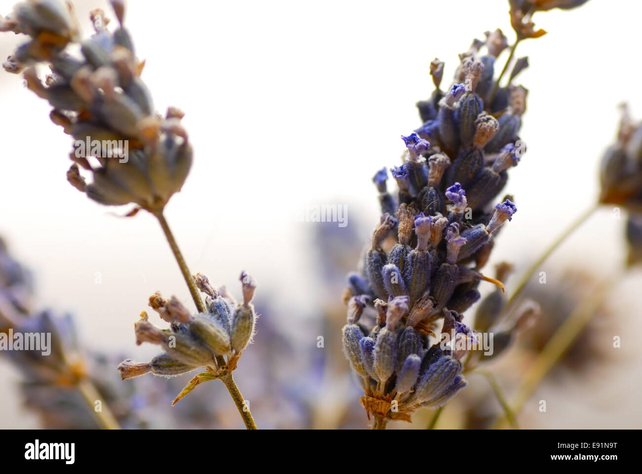 Bunch of dried blooms hi-res stock photography and images - Alamy