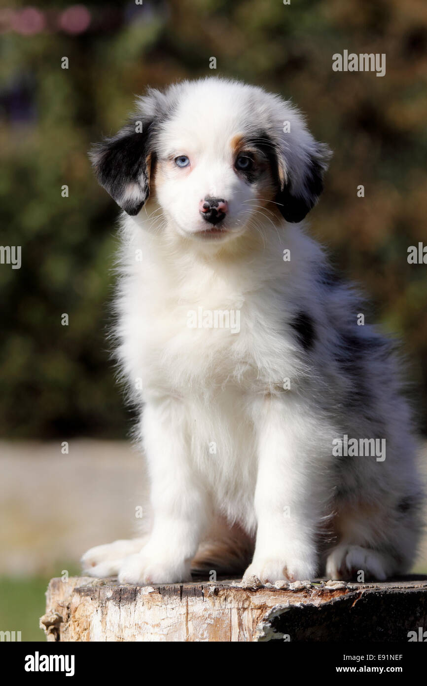 Hunderasse australien hi-res stock photography and images - Alamy