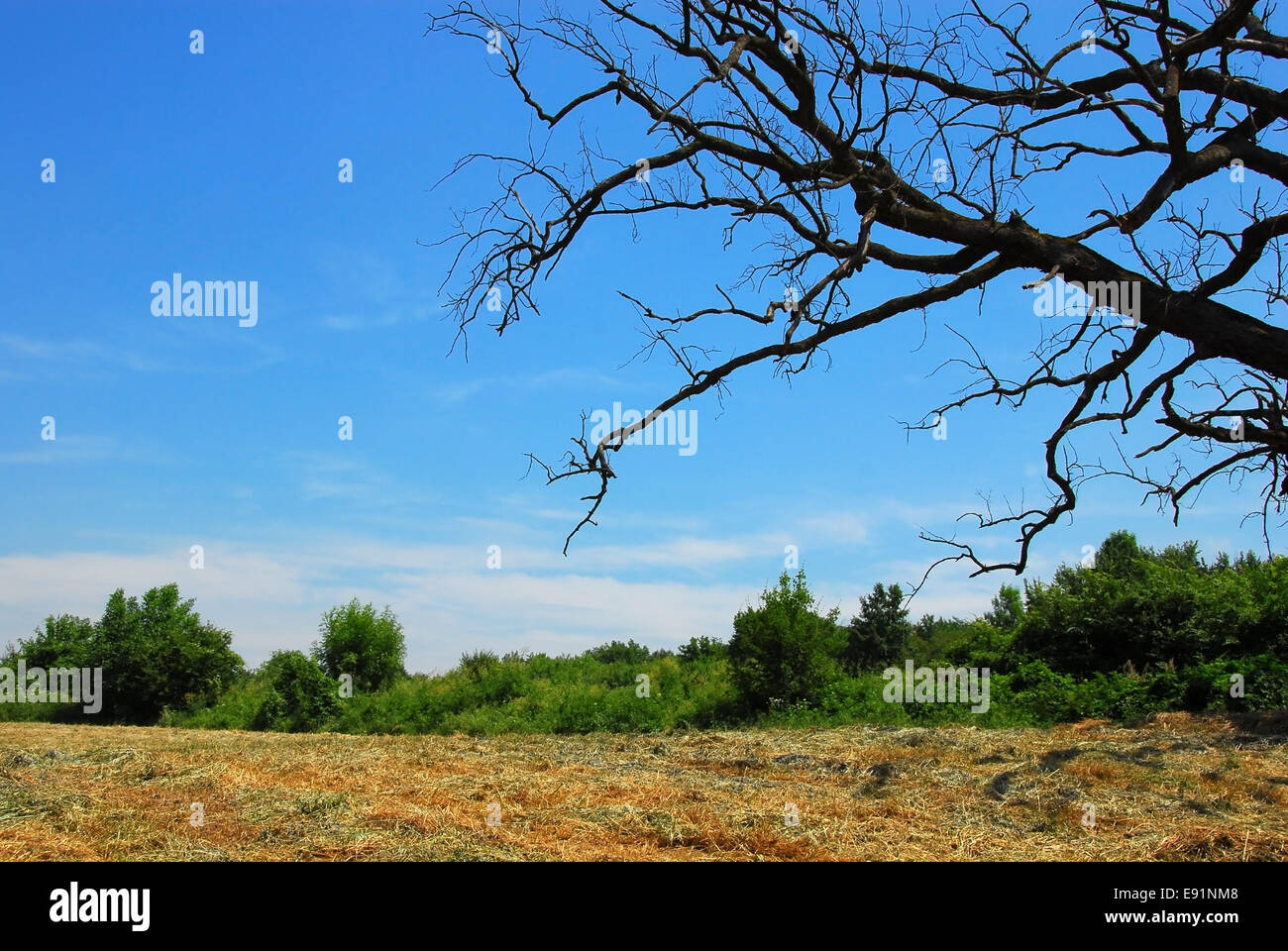 Dry tree branch Stock Photo - Alamy