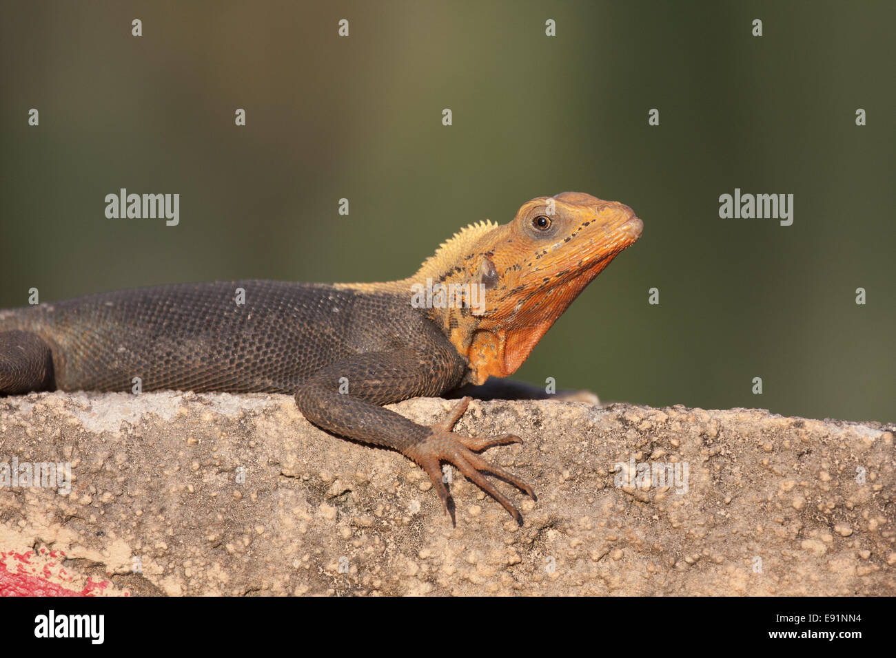 Close up male agama hi-res stock photography and images - Alamy