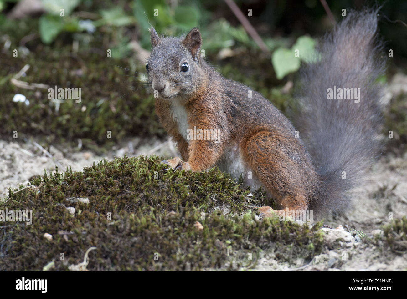 German squirrel hi-res stock photography and images - Alamy