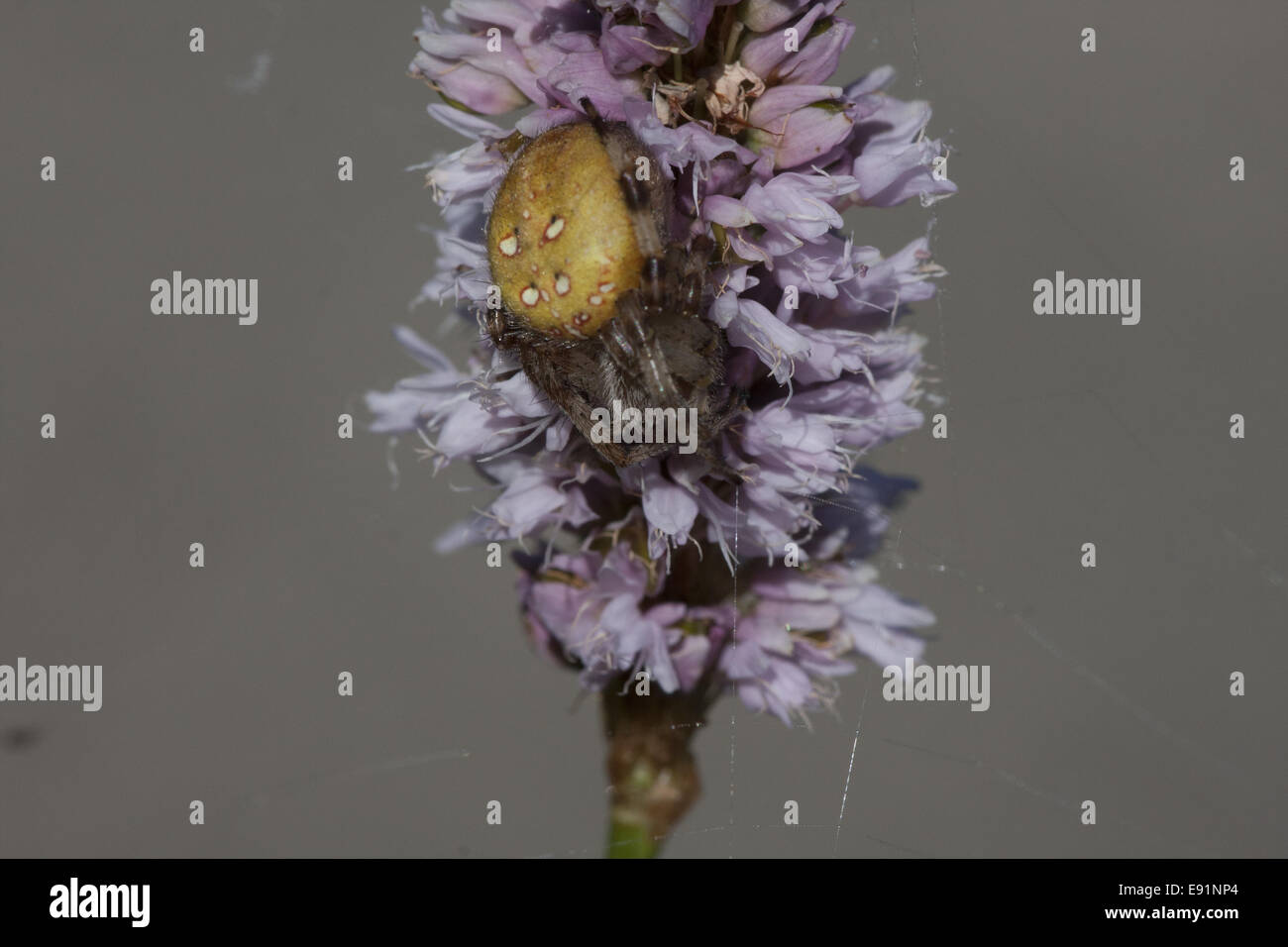 Four-spotted garden spider Stock Photo - Alamy