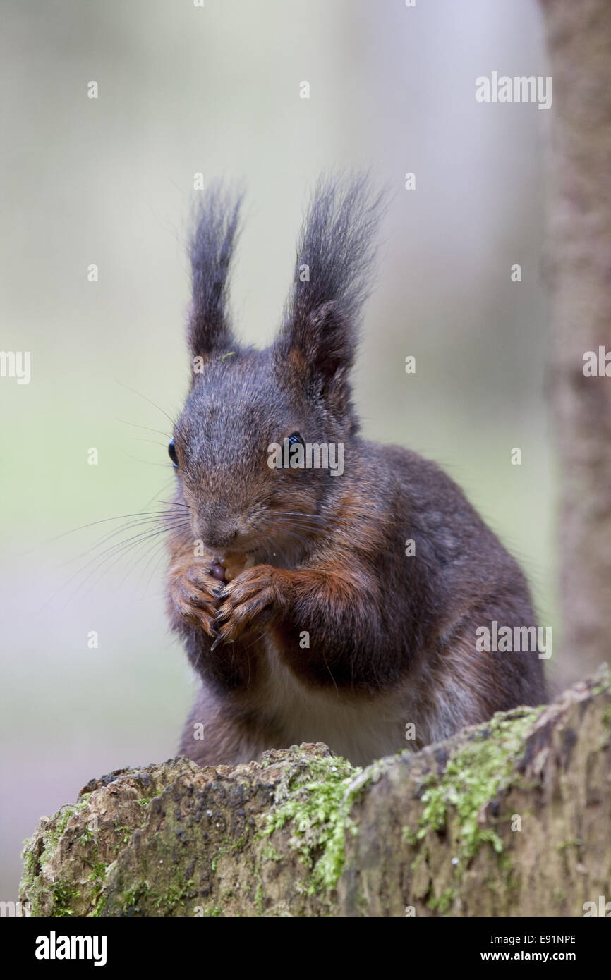 German forest with squirrel hi-res stock photography and images - Alamy