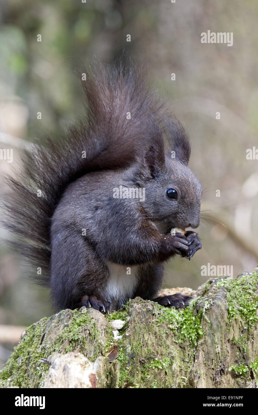 German squirrel hi-res stock photography and images - Alamy