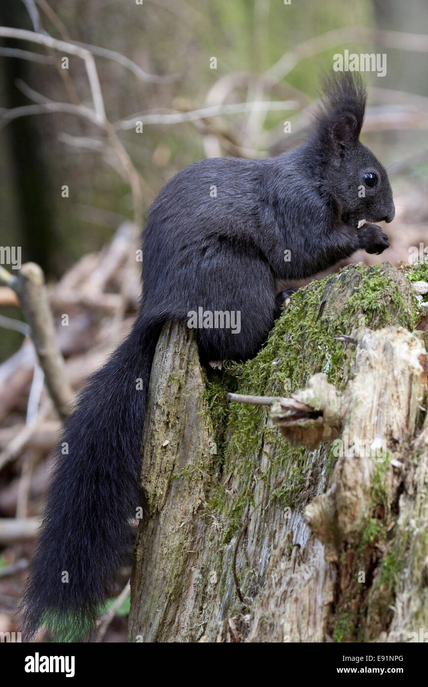 German forest with squirrel hi-res stock photography and images - Alamy