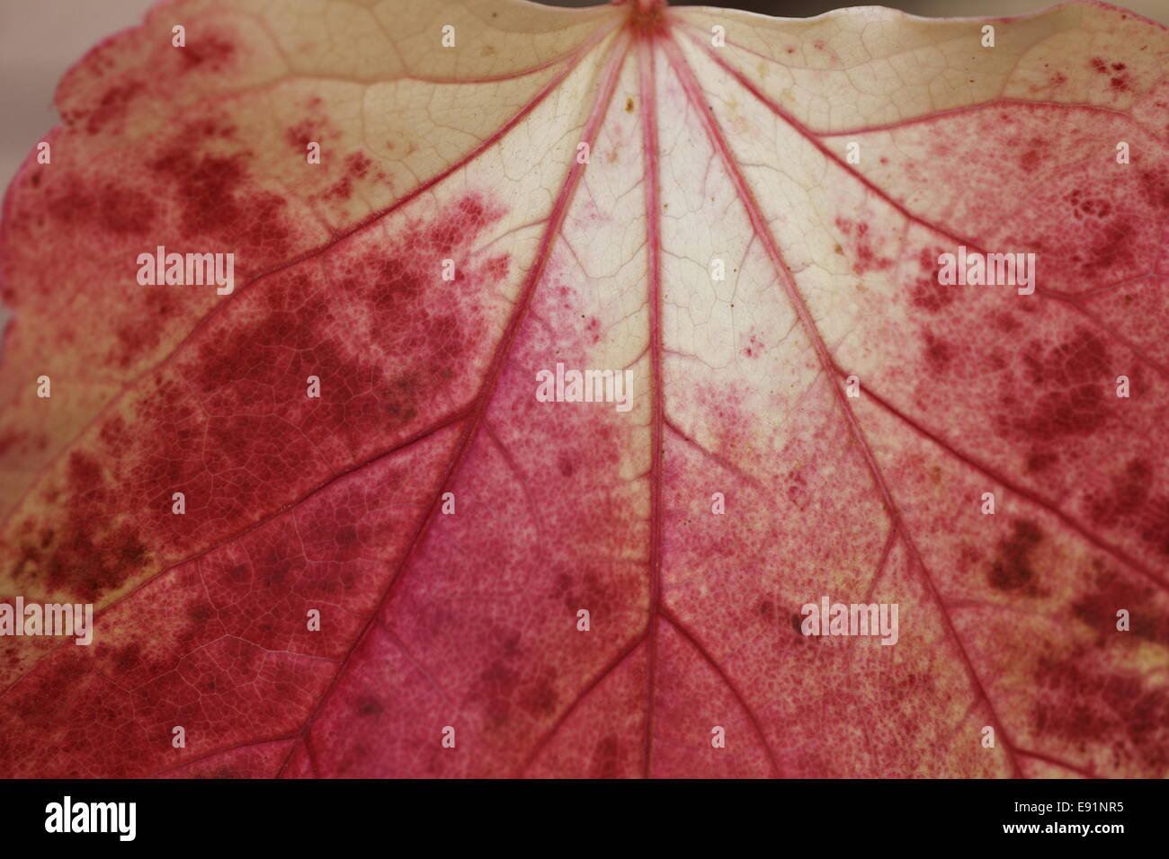 Virginia Creeper Leaf Stock Photo - Alamy