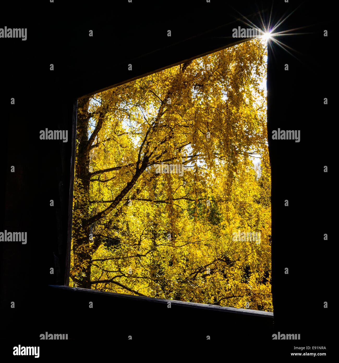 Silhouette tree branch through window High Resolution Stock Photography ...