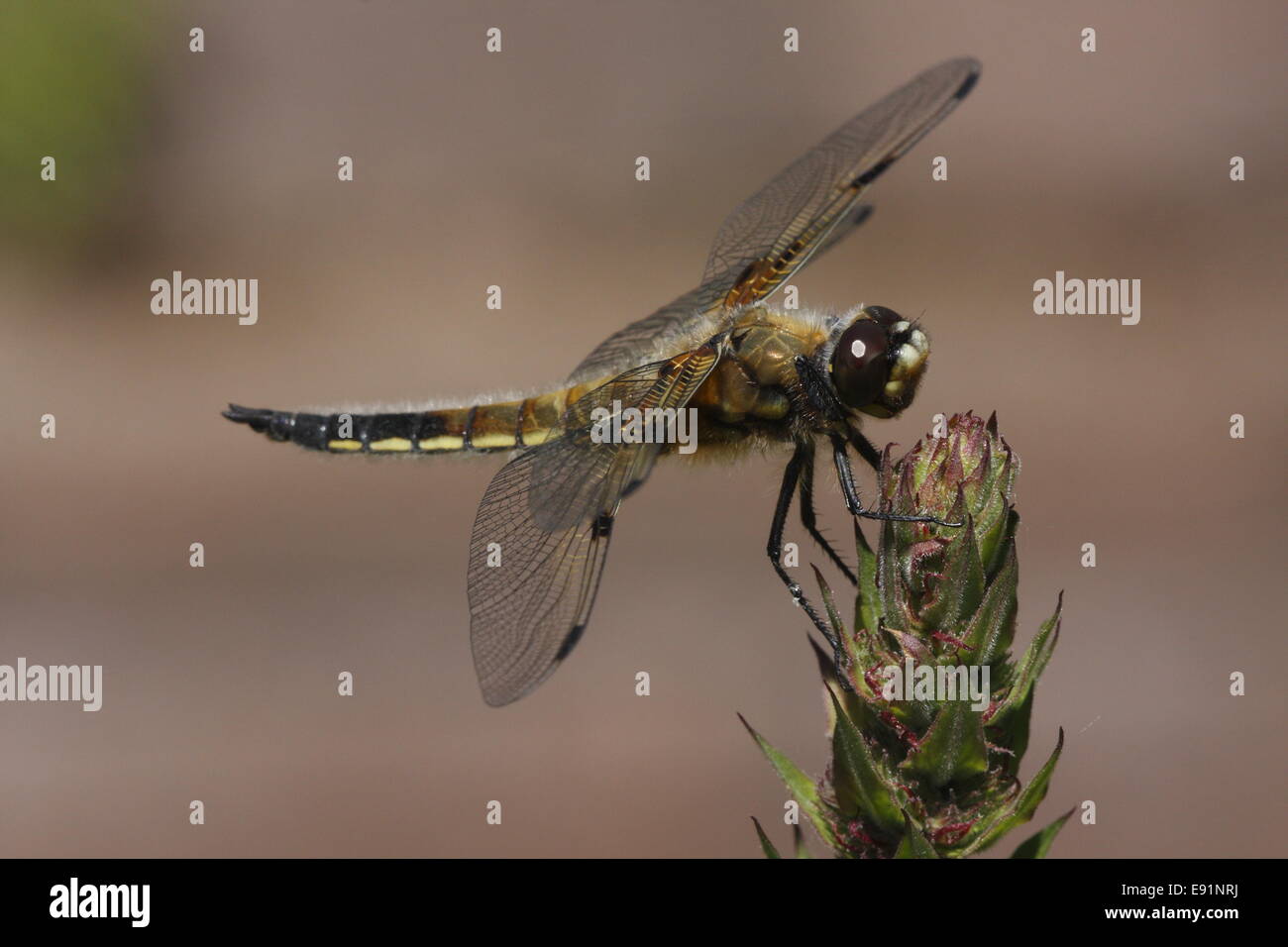 Four-spotted chaser Dragonfly Stock Photo - Alamy