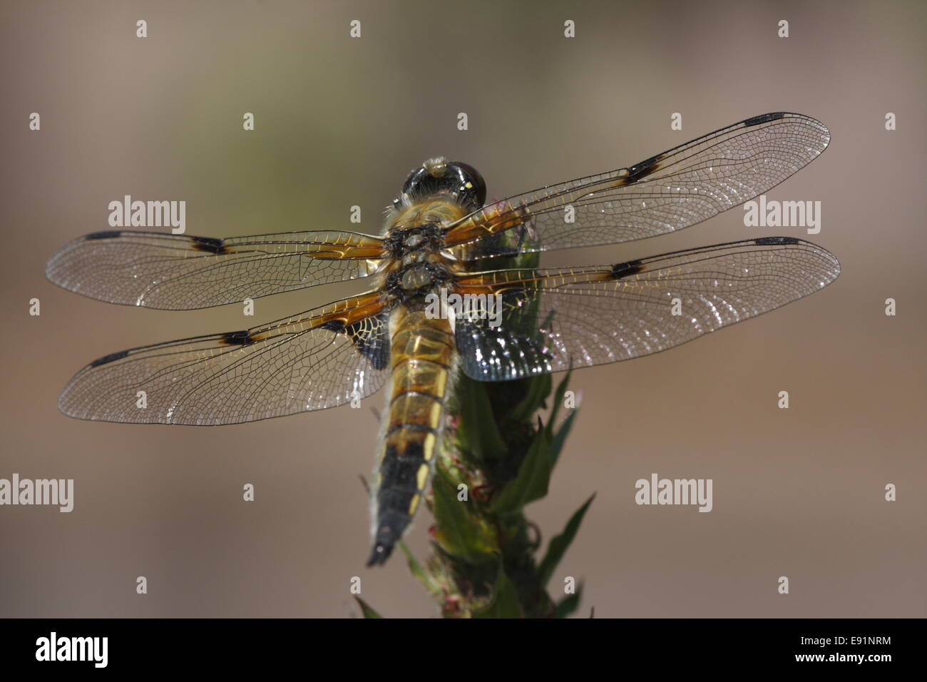 Four- spotted chaser Dragonfly Stock Photo - Alamy