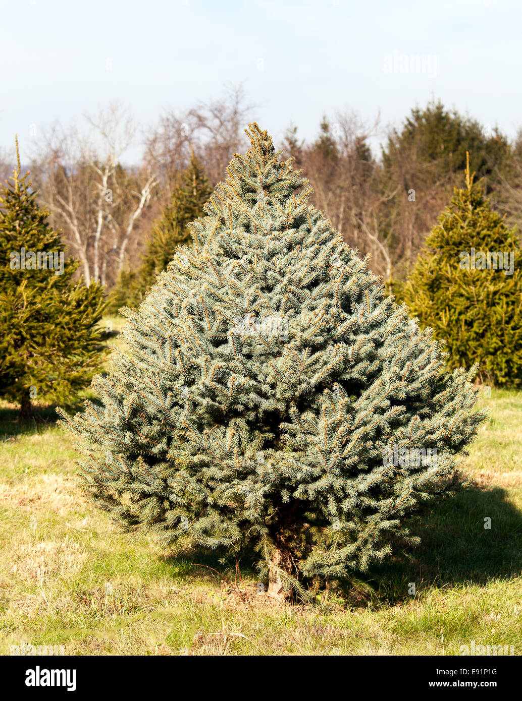 Fraser fir tree hi-res stock photography and images - Alamy