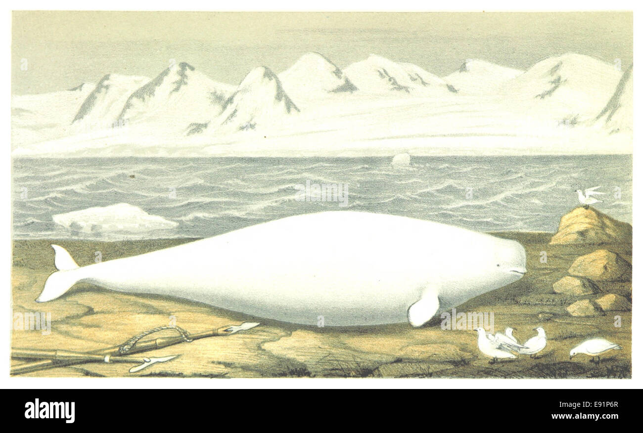 This 1867 illustration depicts a Vitval, also known as the beluga whale ...