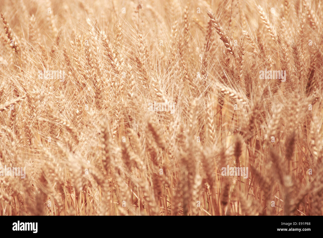 Wheat field background Stock Photo - Alamy