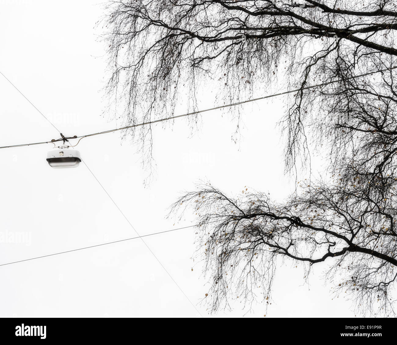 Warning traffic light hung on a wire by a bare treetop Stock Photo - Alamy