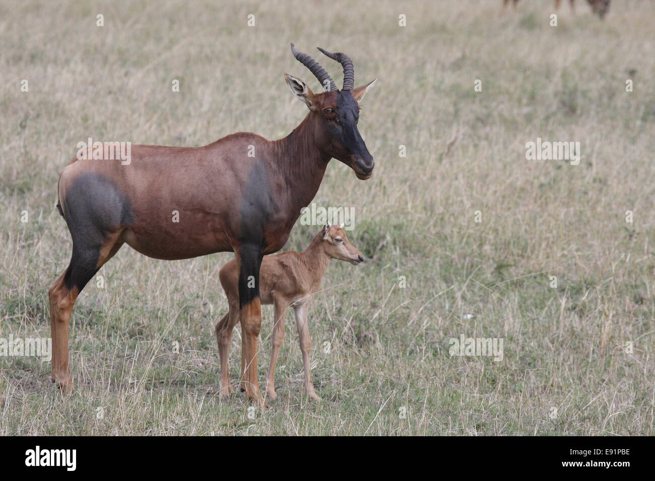 Topi calf hi-res stock photography and images - Alamy
