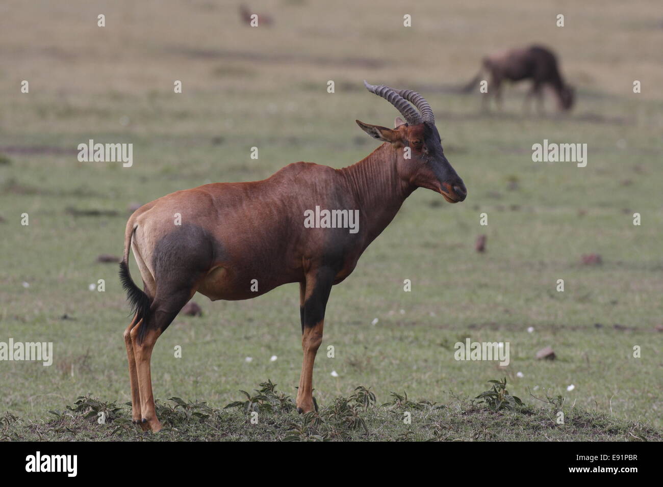 Topi on a hill Stock Photo - Alamy