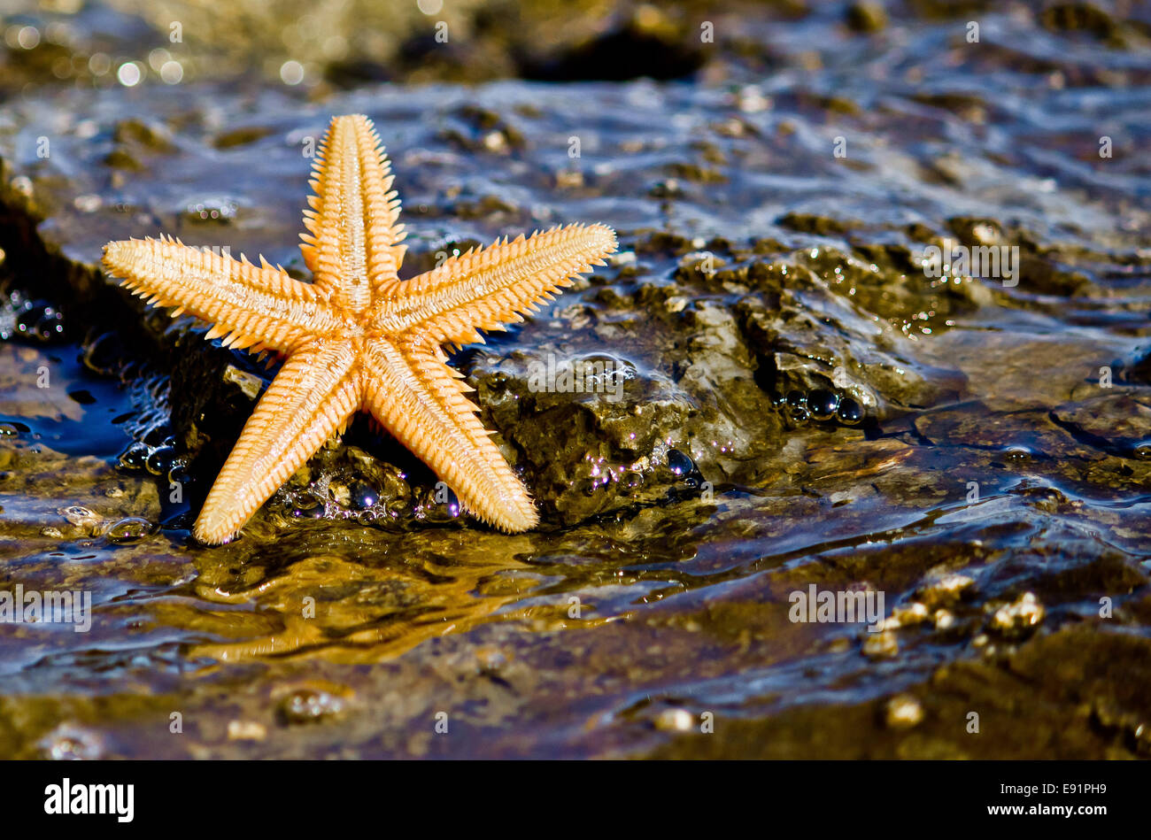 Starfish on the rock in the sea water Stock Photo - Alamy