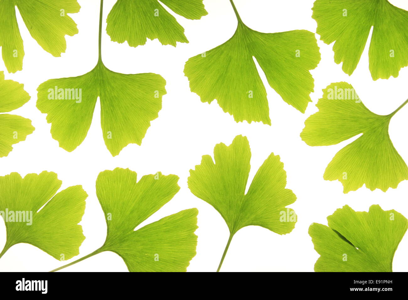 Ginkgoales hi-res stock photography and images - Alamy