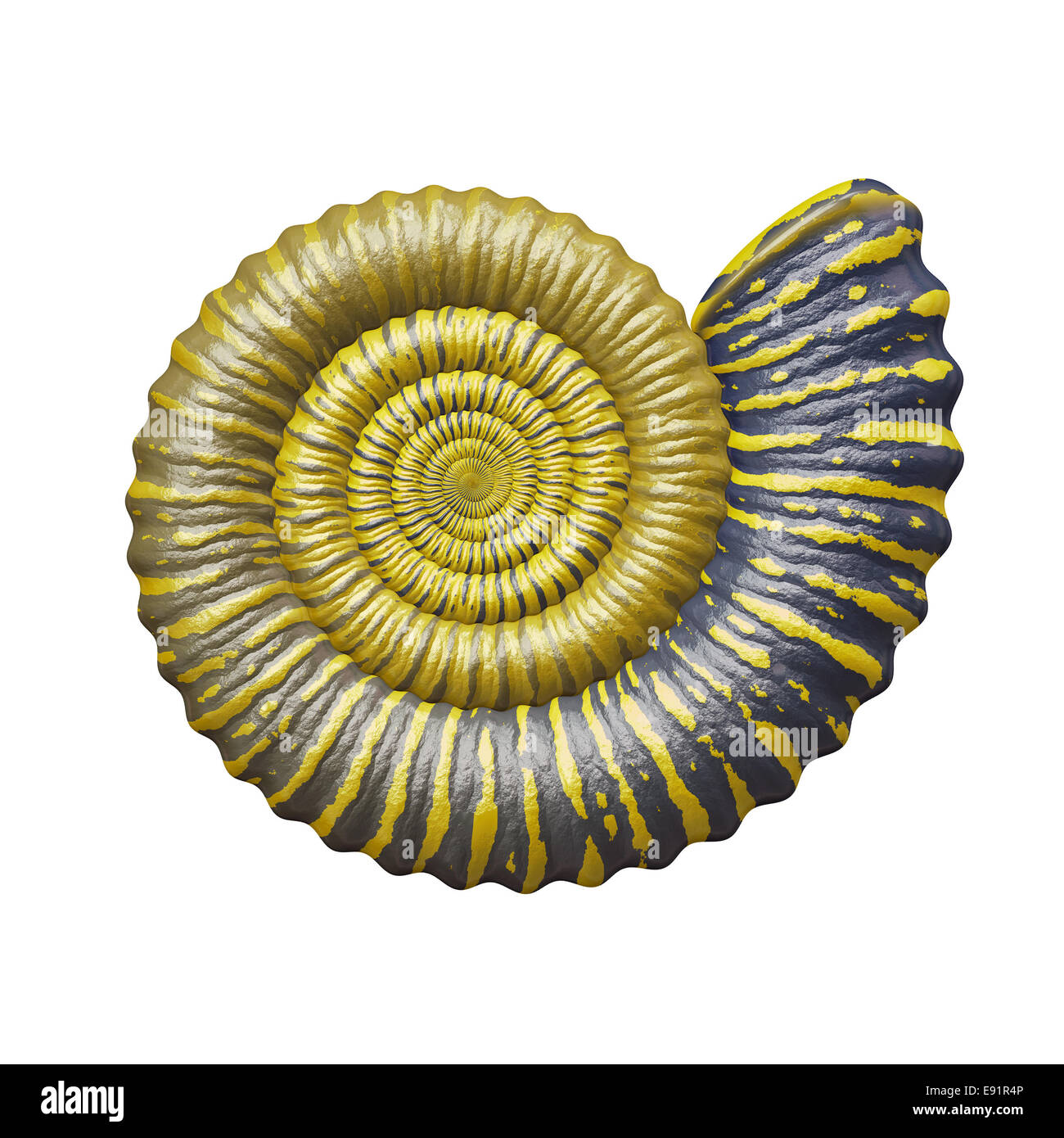 Closeup shot sea shell Cut Out Stock Images & Pictures - Alamy