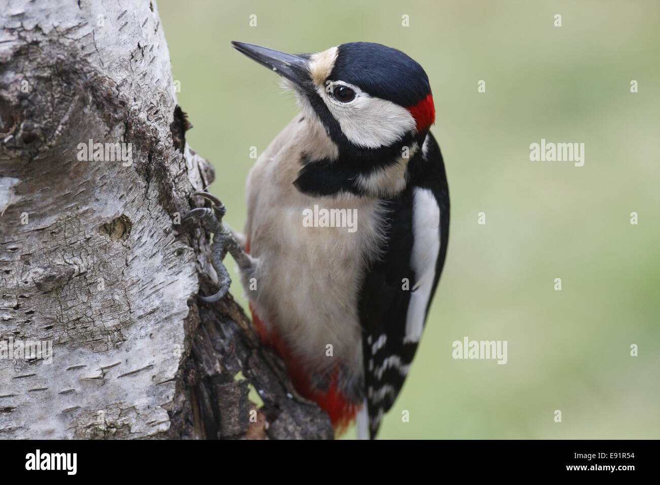 Echter specht echte spechte hi-res stock photography and images - Alamy