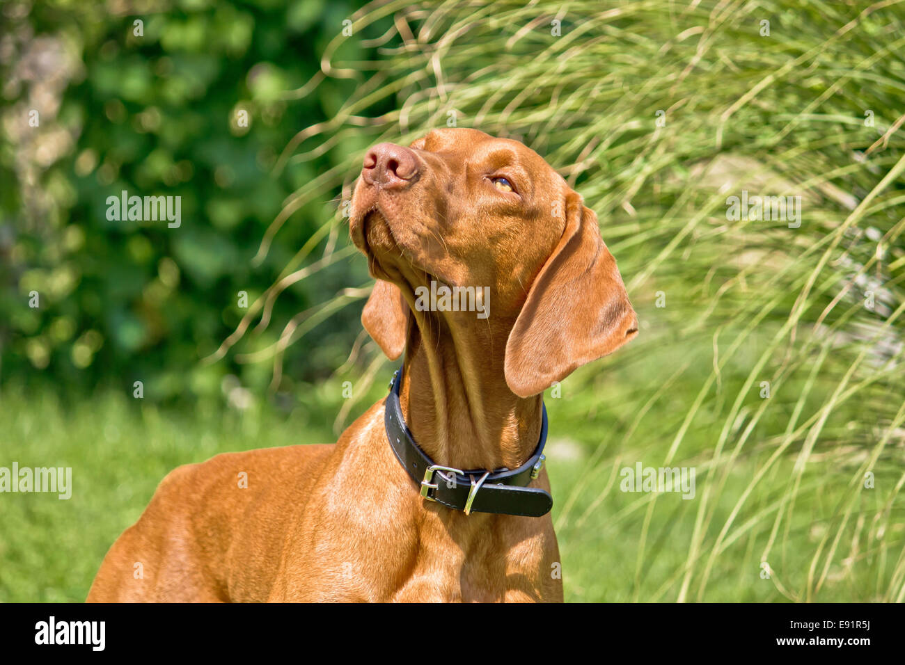 Hungarian vizsla, hungarian pointer posing II Stock Photo - Alamy