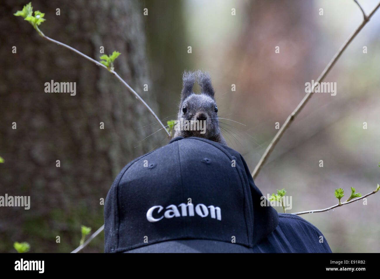Squirrel behind a Baseballcap Stock Photo - Alamy