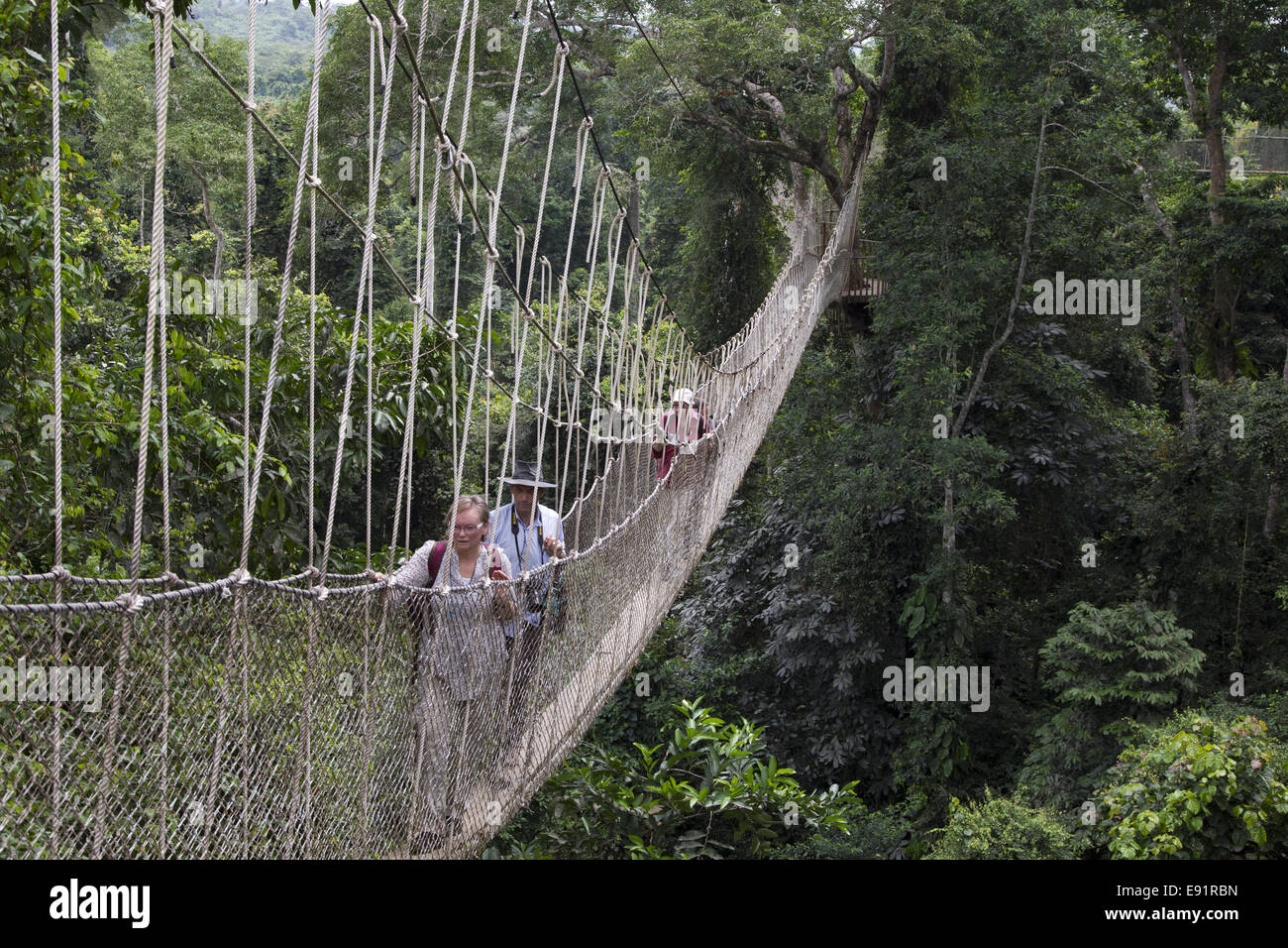 Canopy walkway at Kakum National Parc Stock Photo - Alamy