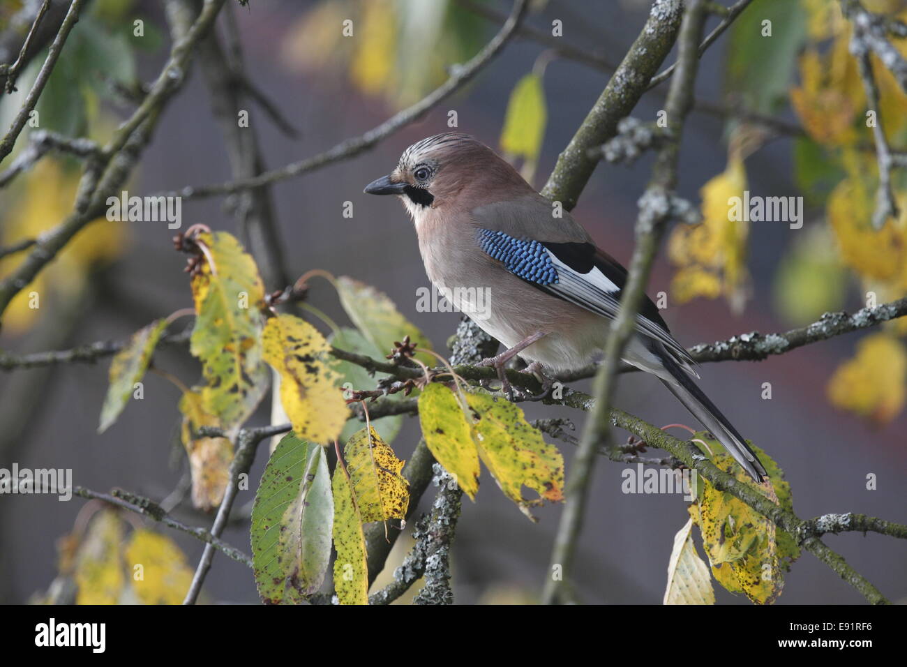Jay in tree hi-res stock photography and images - Alamy