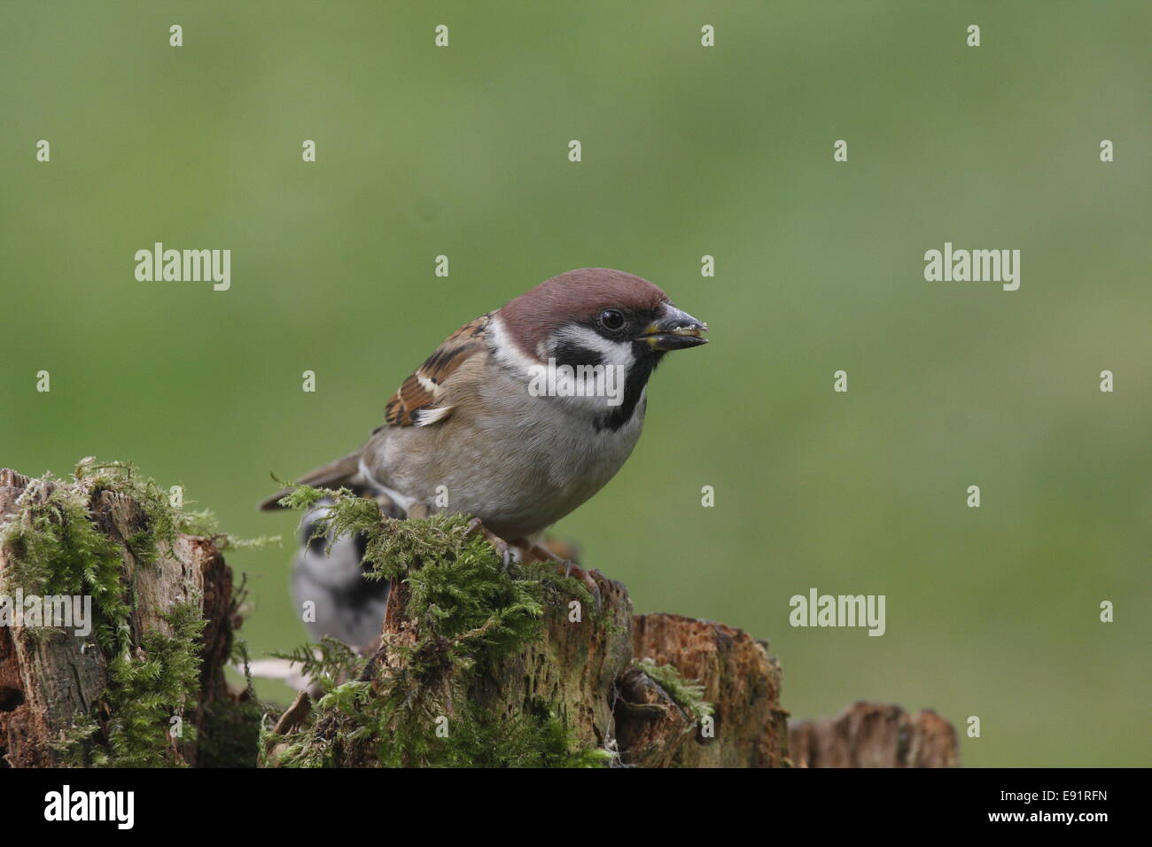Eurasian tree sparrows hi-res stock photography and images - Alamy