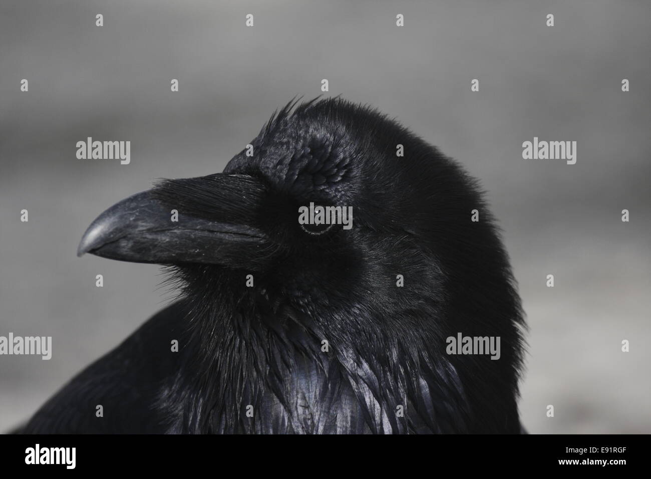 Common Raven Portrait Stock Photo - Alamy