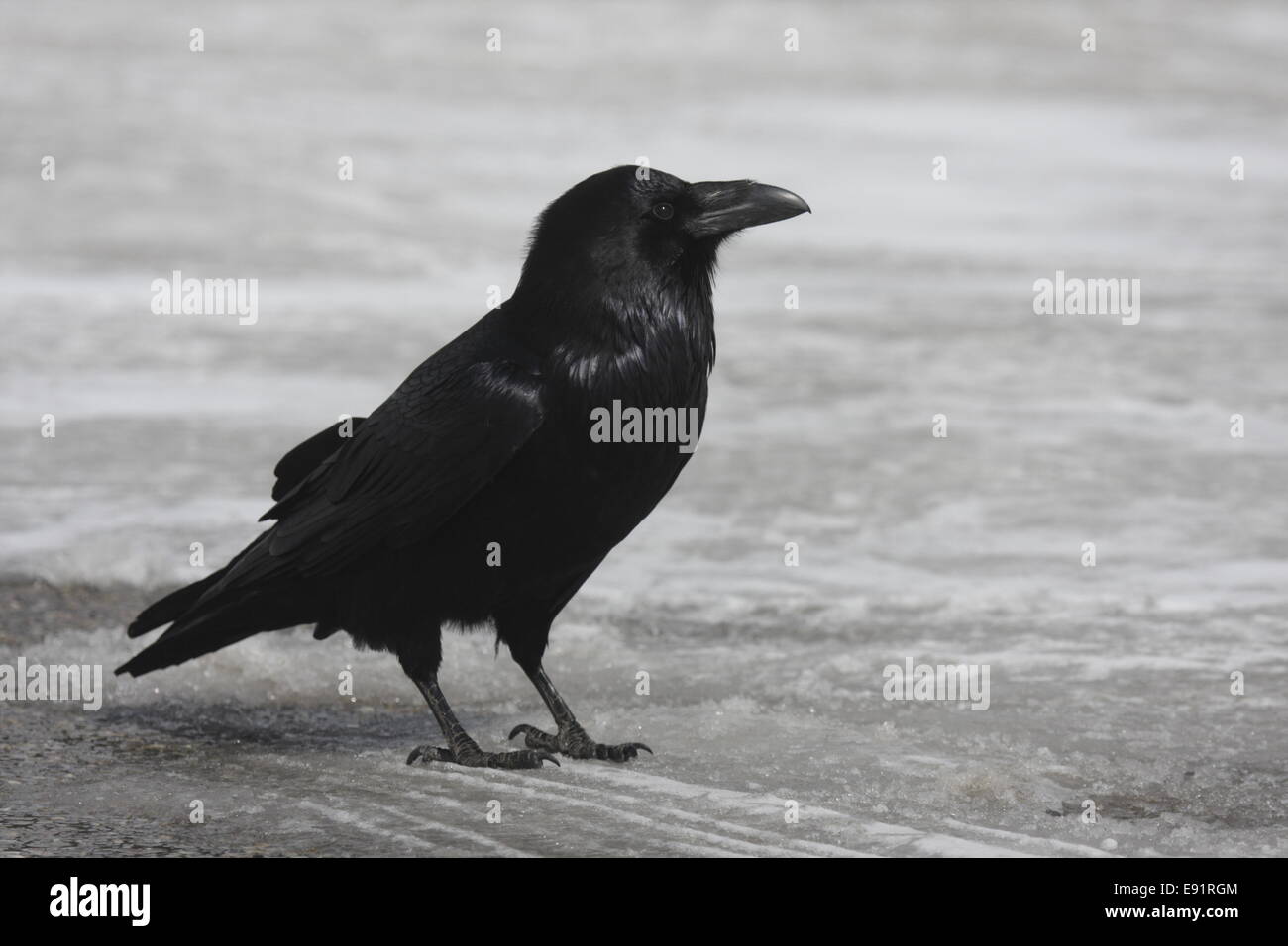 Raven canada winter not crow hi-res stock photography and images - Alamy