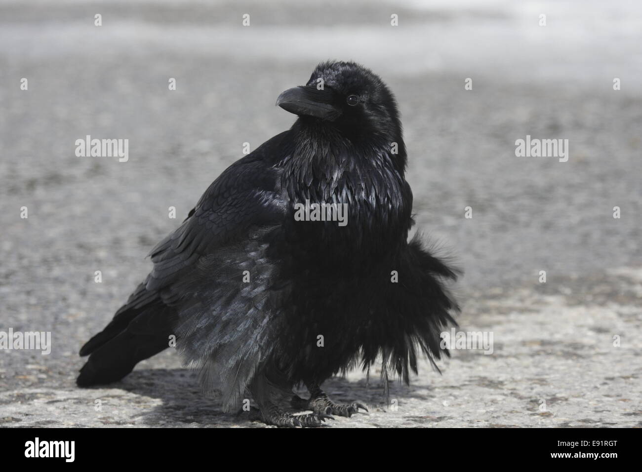 Canadian raven hi-res stock photography and images - Alamy